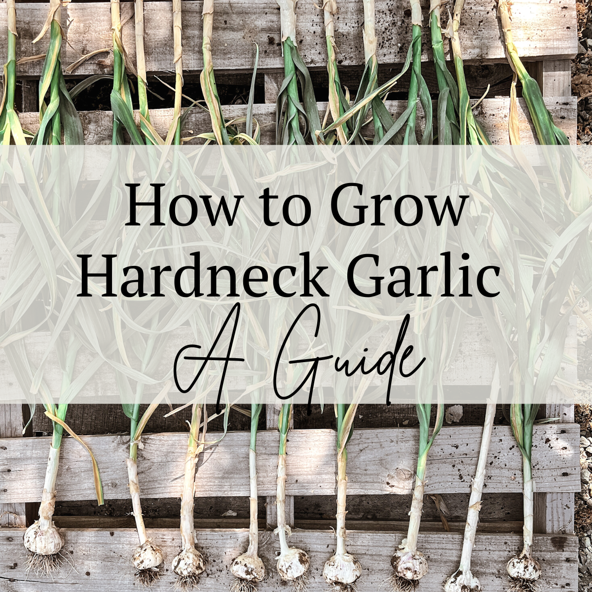A How-to Guide for Growing Great Hardneck Garlic - A Farm to Keep