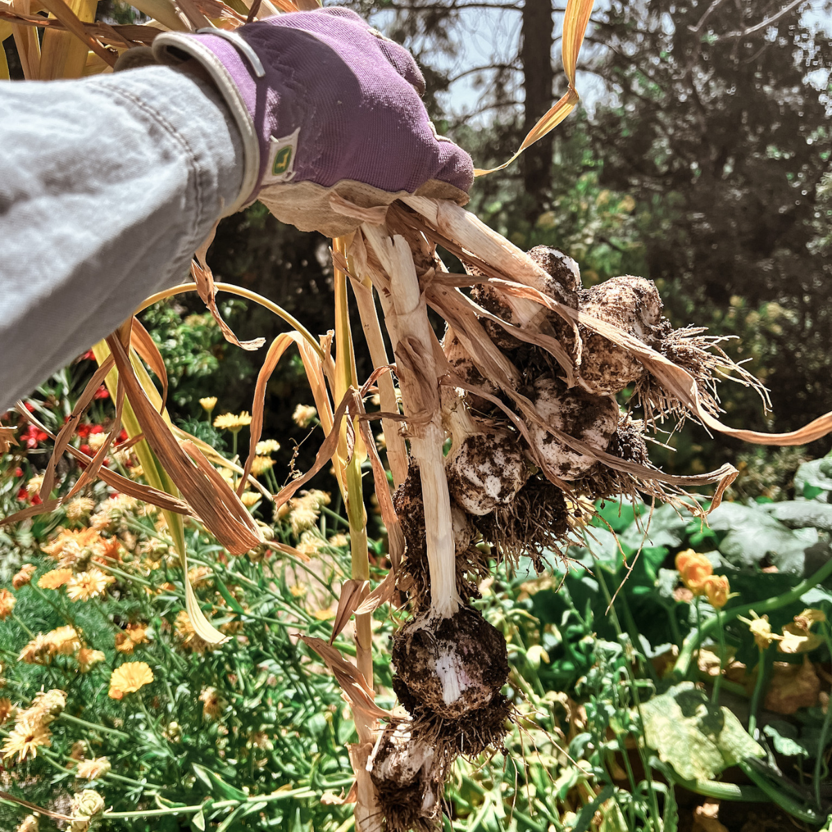 A How-to Guide for Growing Great Hardneck Garlic - A Farm to Keep