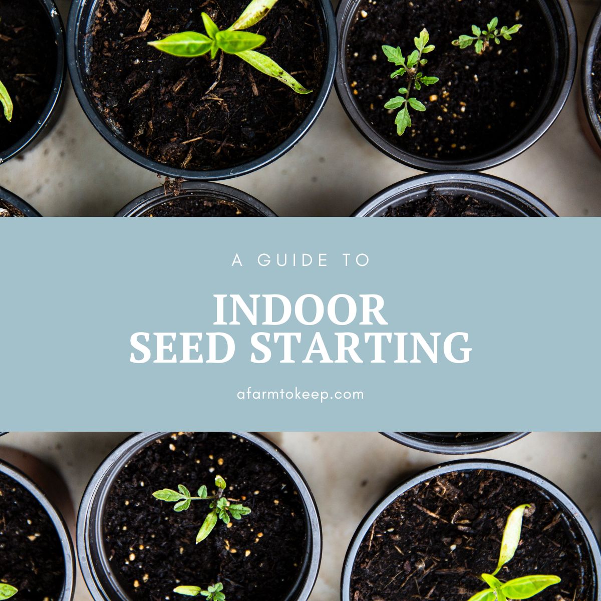 Seed Starting in January & February: A Guide to Perfect Timing - A Farm ...