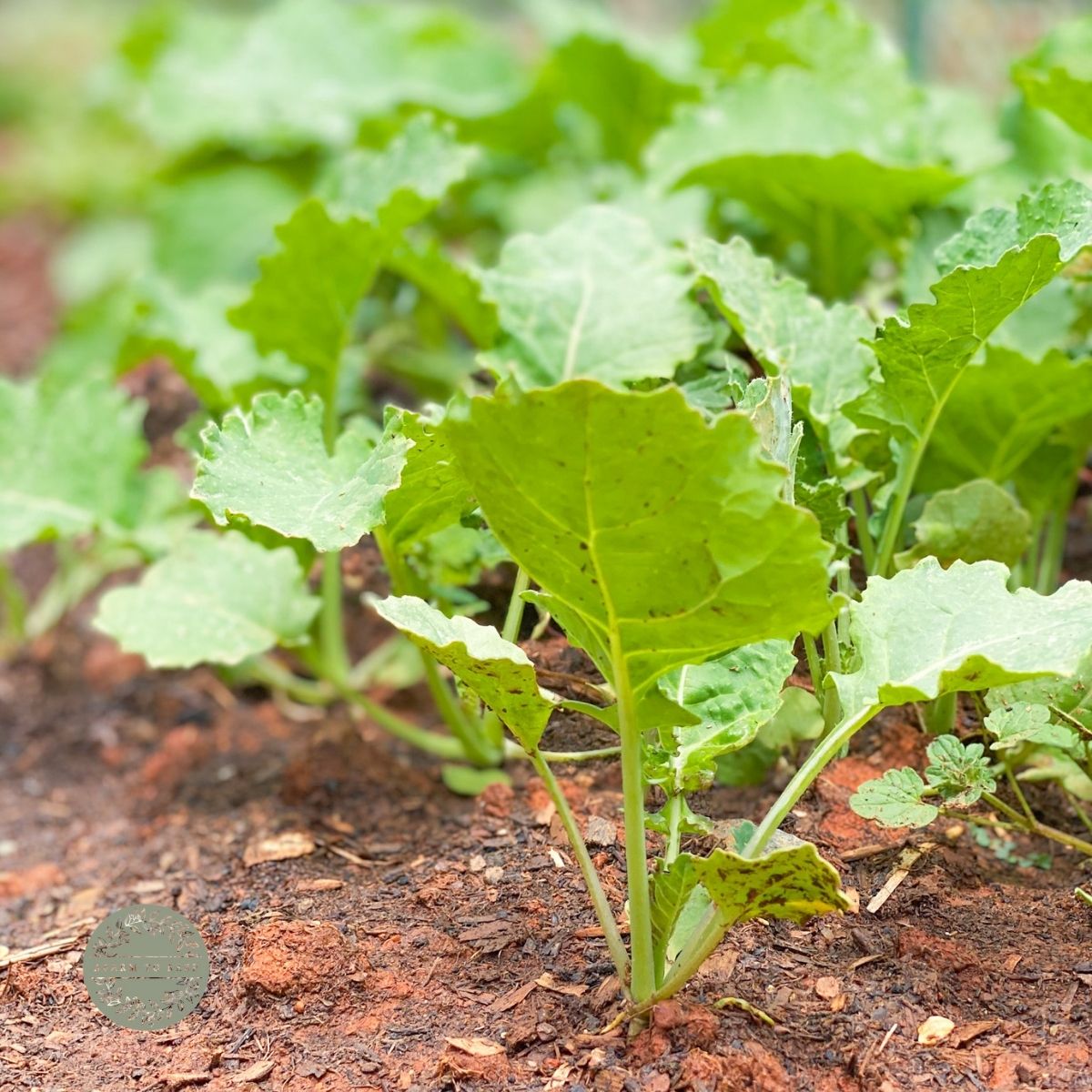 Direct Sowing: A Beginner's Guide to Planting Seeds Straight into Your ...