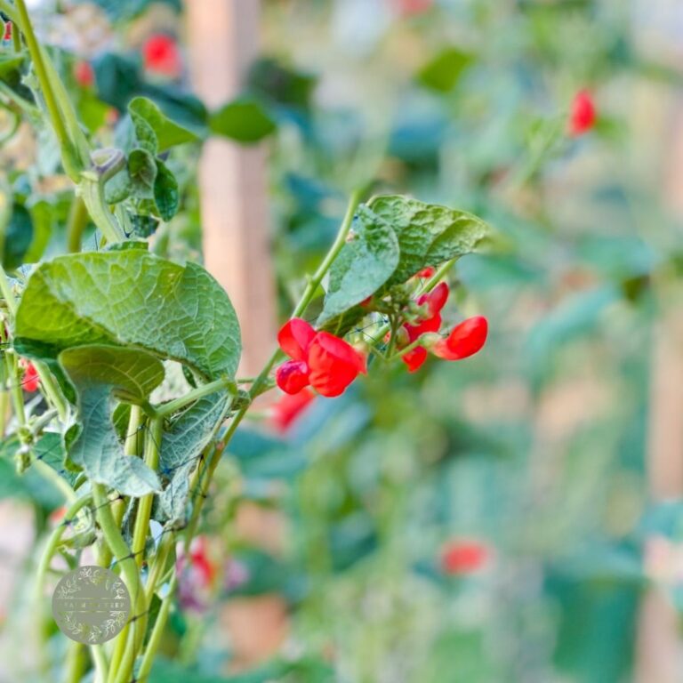 Direct Sowing: A Beginner's Guide to Planting Seeds Straight into Your ...