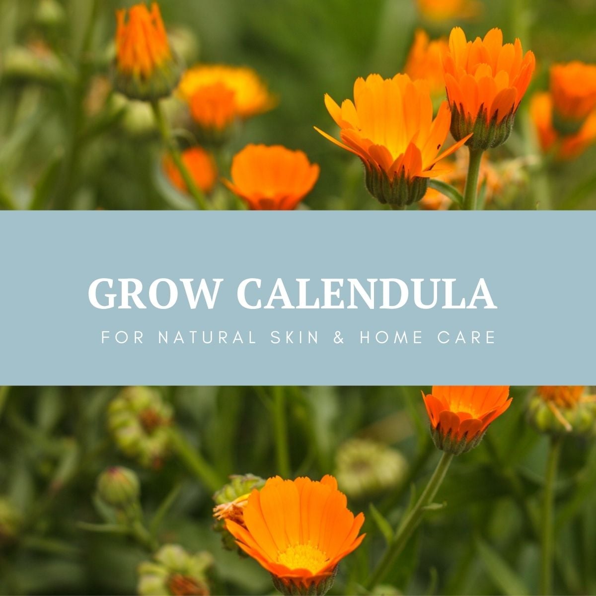 Growing Calendula for Natural Skin & Home Care - A Farm to Keep