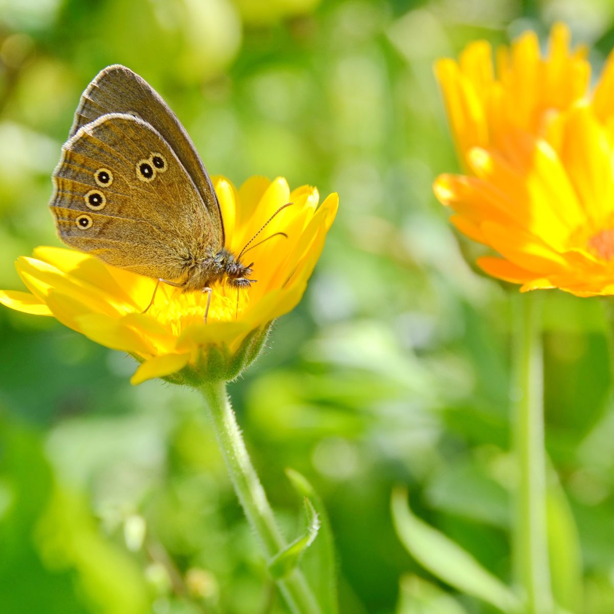 Growing Calendula for Natural Skin & Home Care - A Farm to Keep